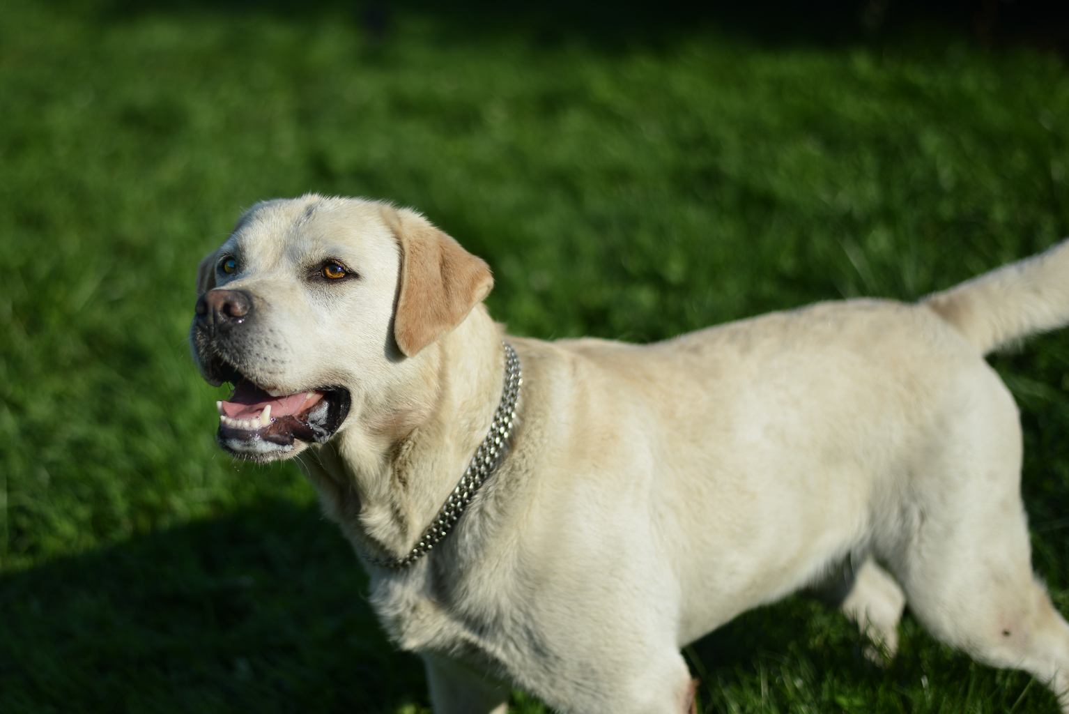 APAGI - Eden (dit Twister), CHIEN Labrador retriever à la robe Sable
