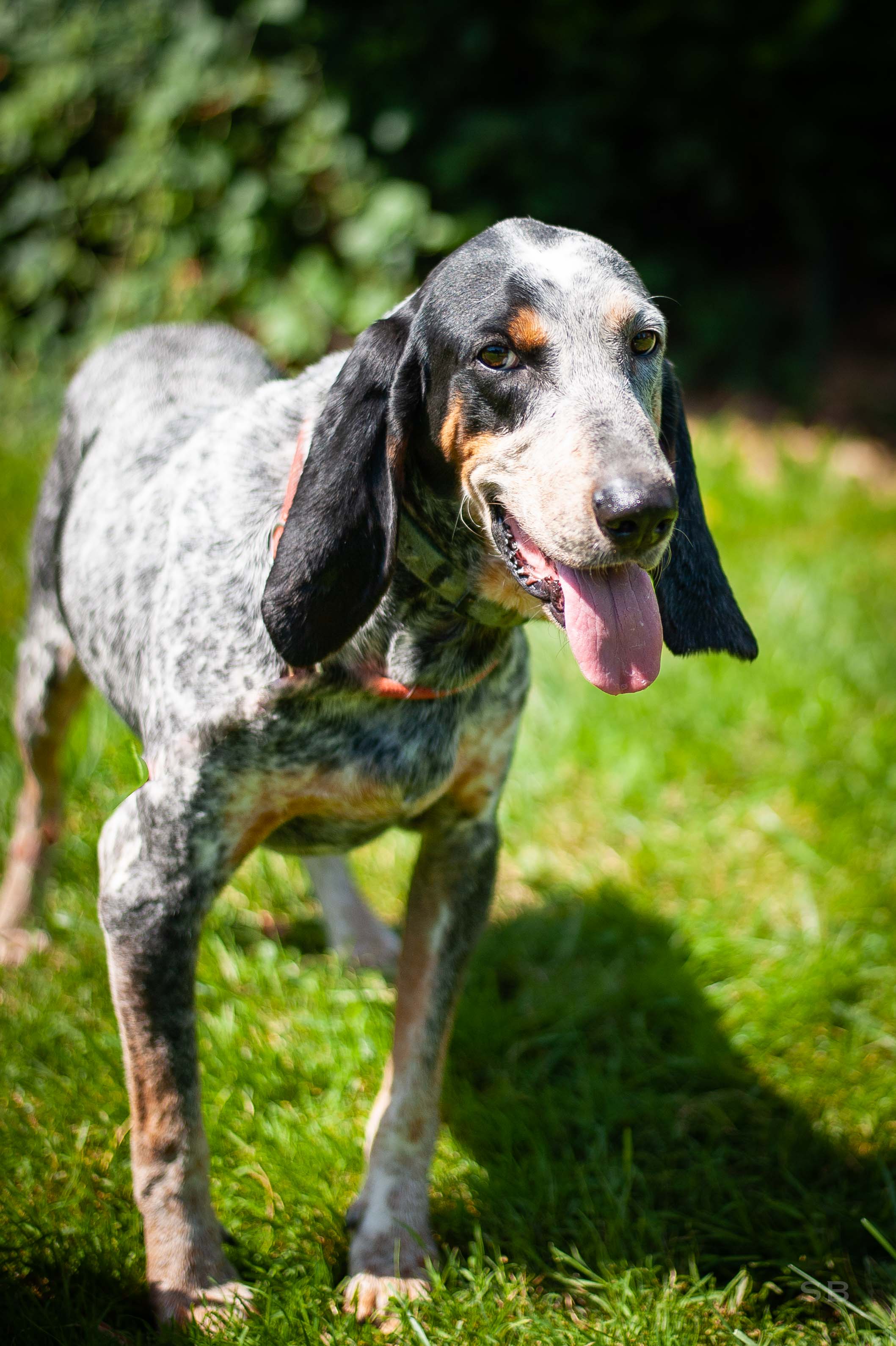 APAGI - Arrow, CHIEN x Grand bleu de Gascogne à la robe Tricolore