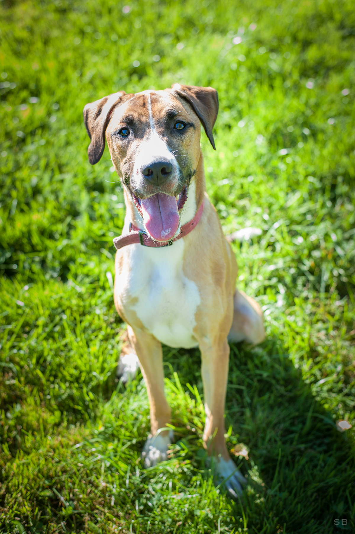 APAGI - Memphis, CHIEN X Labrador à la robe Fauve charbonné et blanc