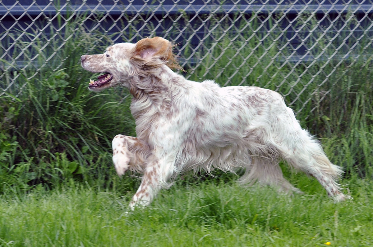 APAGI - Angel, CHIEN Setter anglais à la robe Blanc et marron