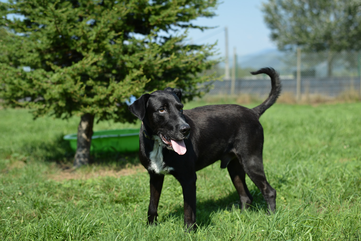 APAGI - Snoopy, CHIEN Labrador x Griffon à la robe Noir
