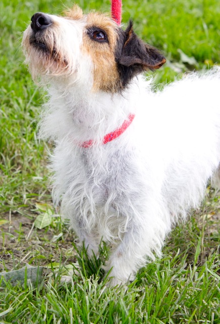 APAGI - Ferghi, CHIEN Croisé Jack Russel Terrier à la robe Tricolore