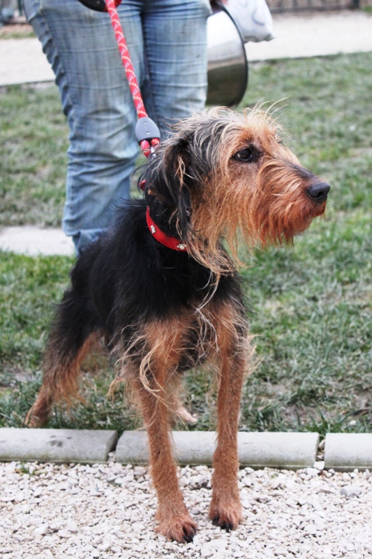 APAGI - Cado, CHIEN Griffon X Fox terrier à la robe Noir et Feu