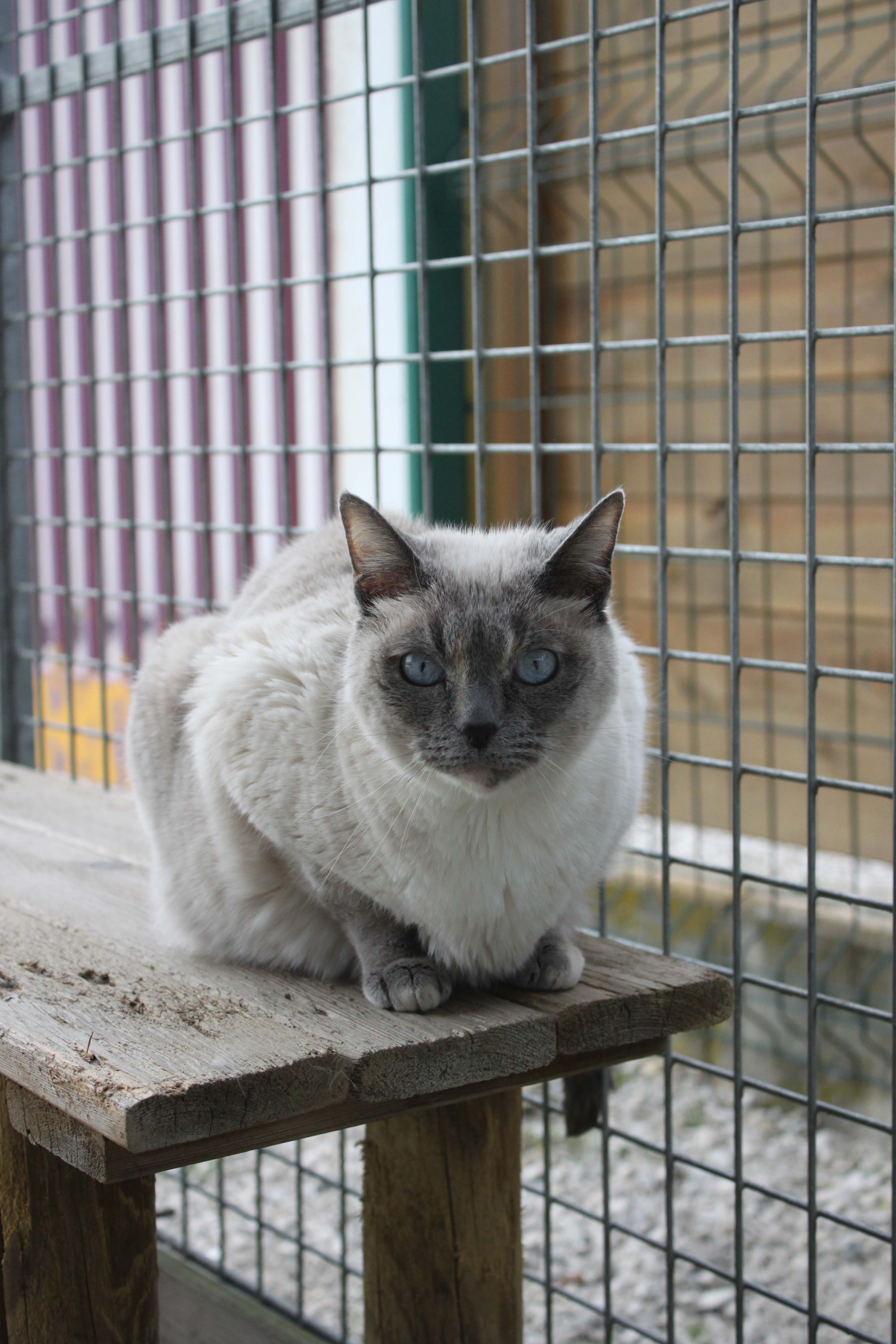 APAGI - Yuna, CHAT X Sacré de Birmanie à la robe Seal Tortie Point