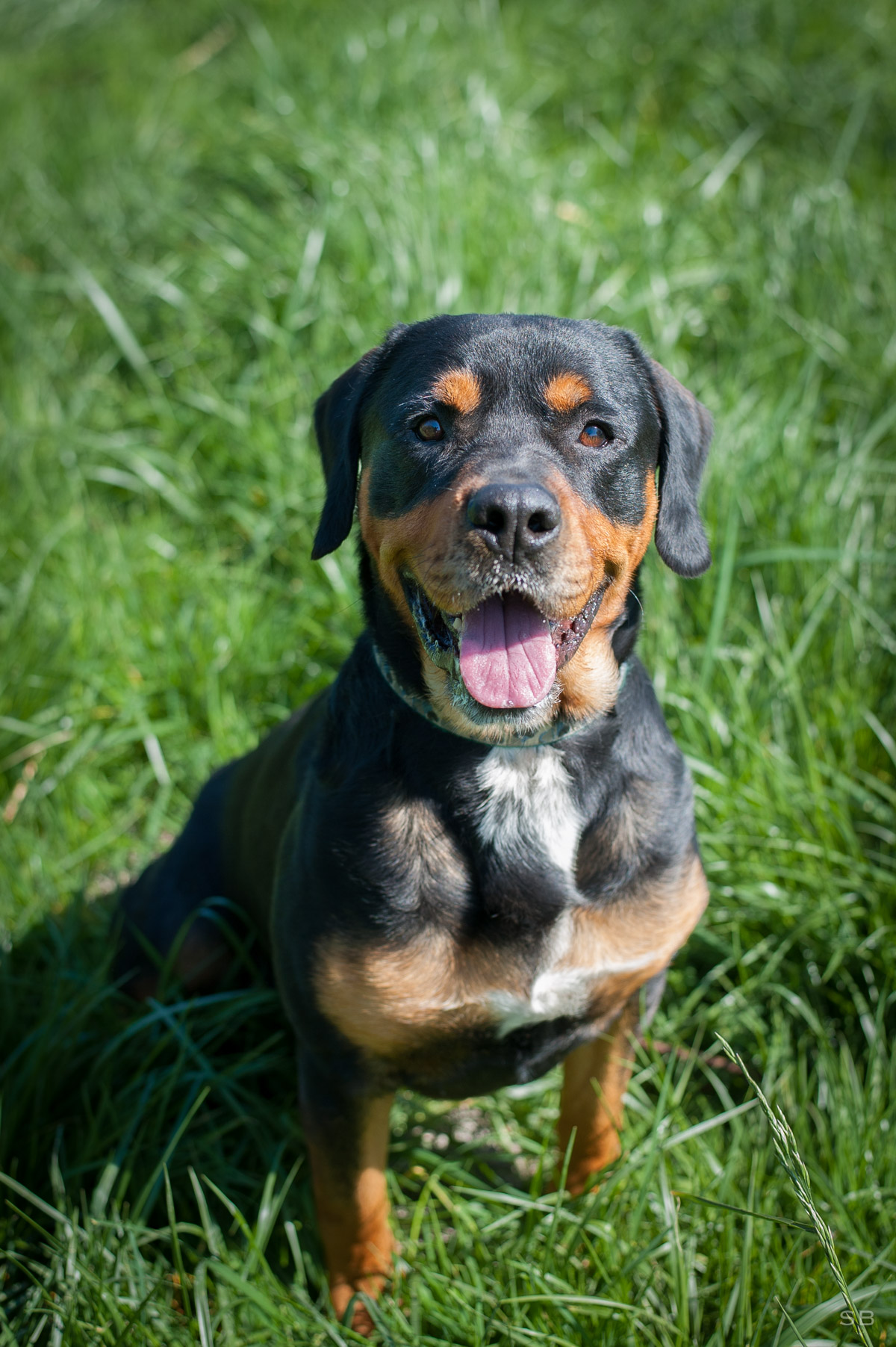 APAGI - Bouko, CHIEN Labrador x Rottweiler à la robe Tricolore
