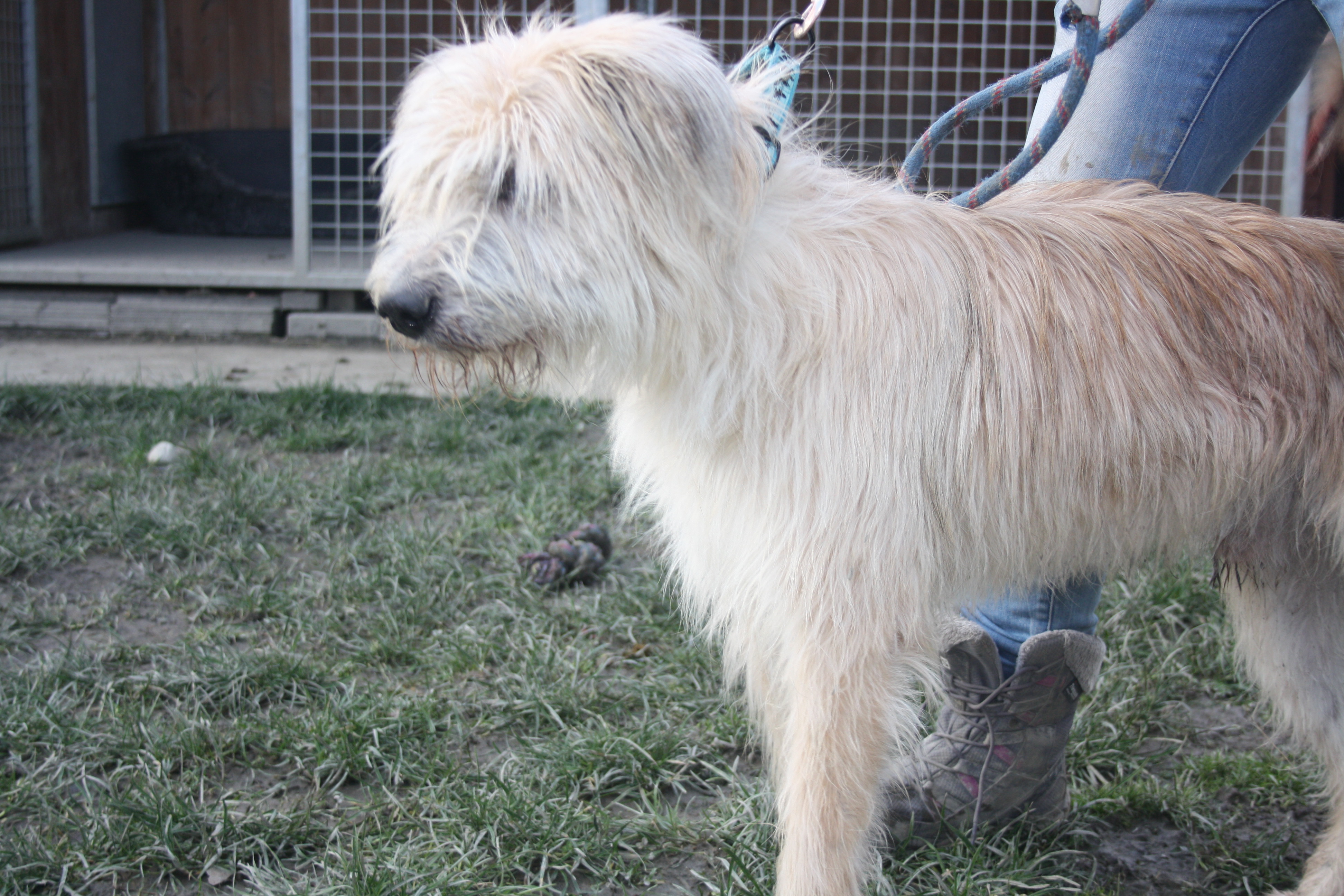 APAGI - Elfy, CHIEN Griffon x Berger des Pyrénées à la robe Sable ...