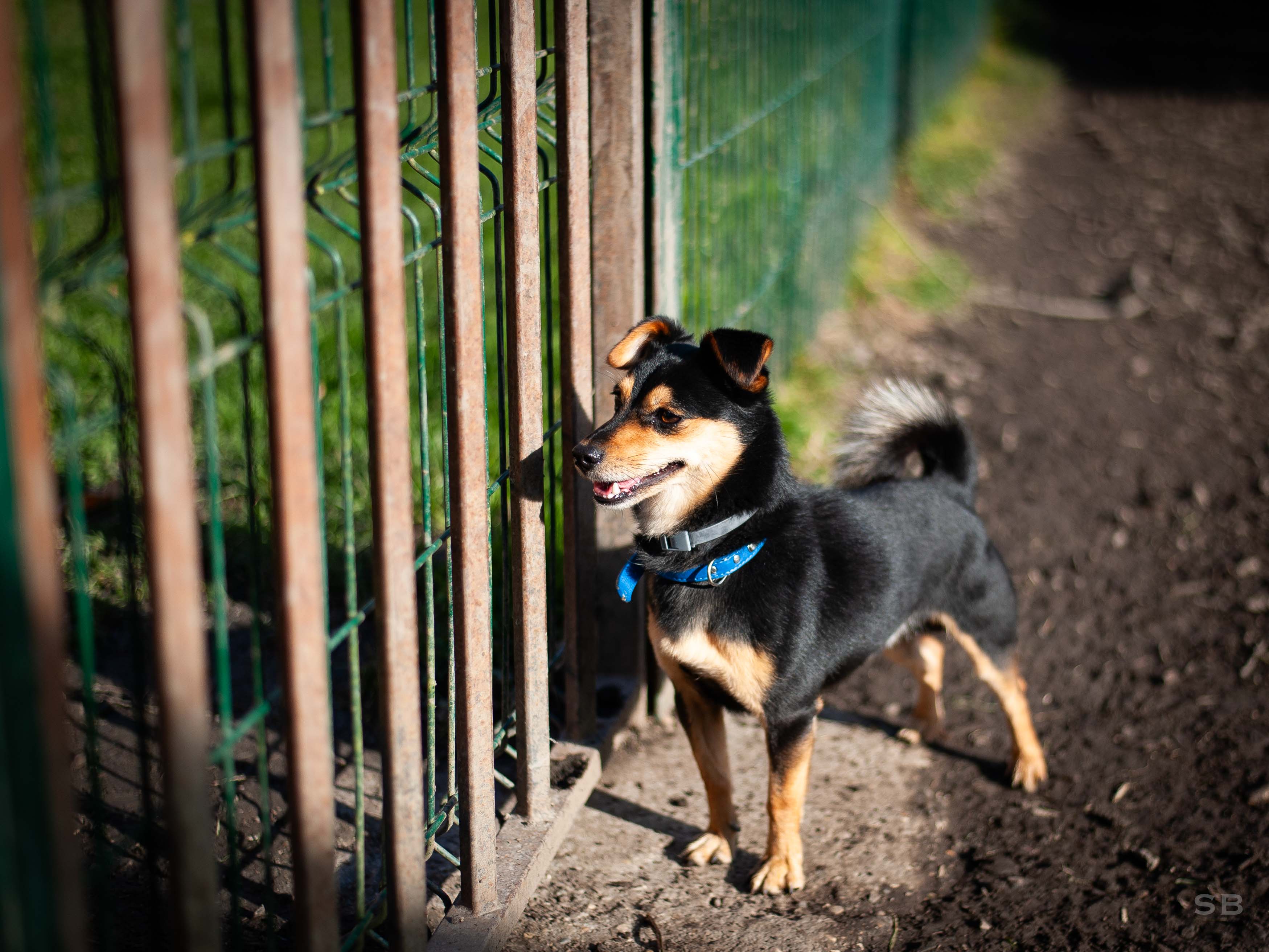 APAGI - Knacki, CHIEN Pinscher x Spitz à la robe Noir et feu