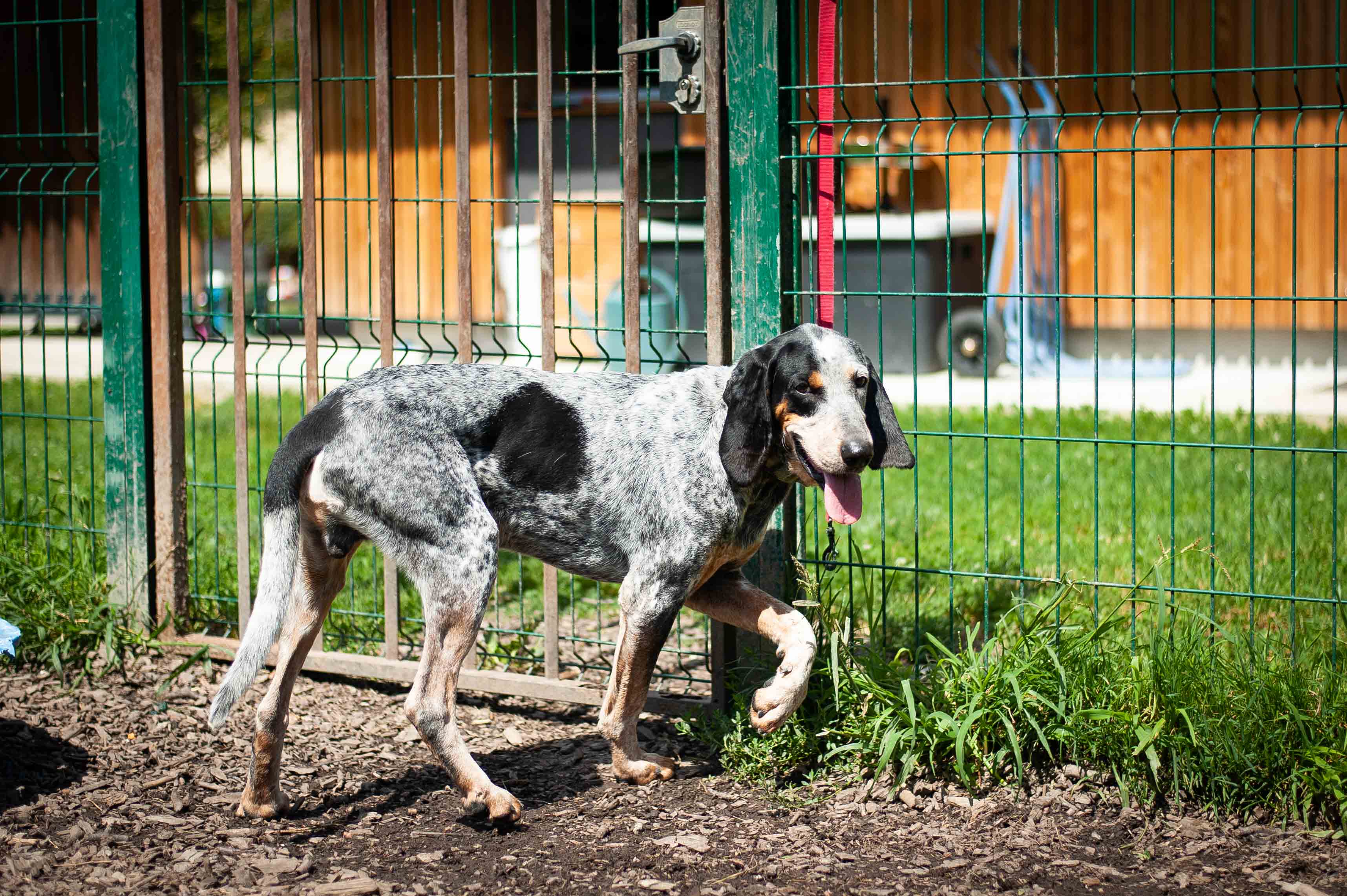 APAGI - Arrow, CHIEN x Grand bleu de Gascogne à la robe Tricolore