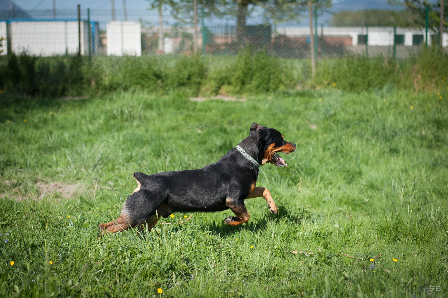 APAGI - Bouko, CHIEN Labrador x Rottweiler à la robe Tricolore