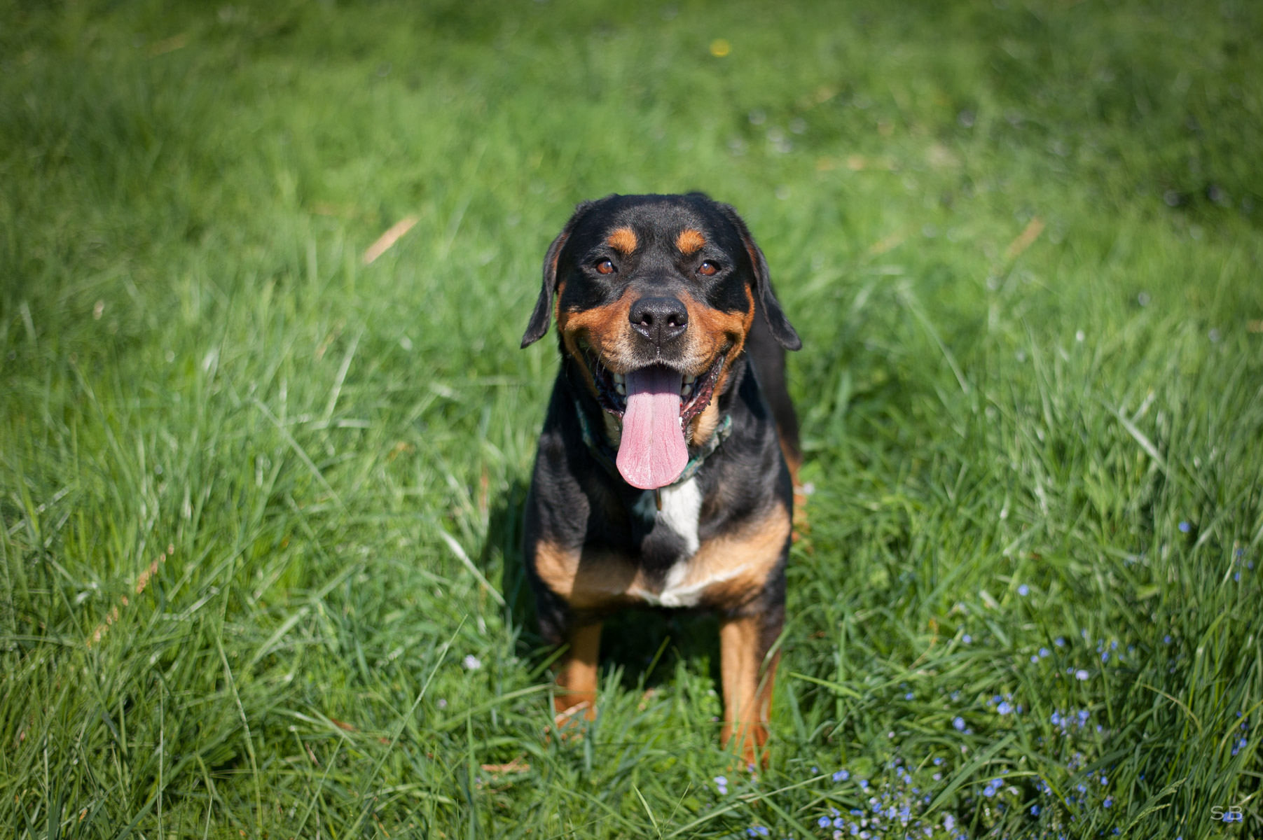 APAGI - Bouko, CHIEN Labrador x Rottweiler à la robe Tricolore
