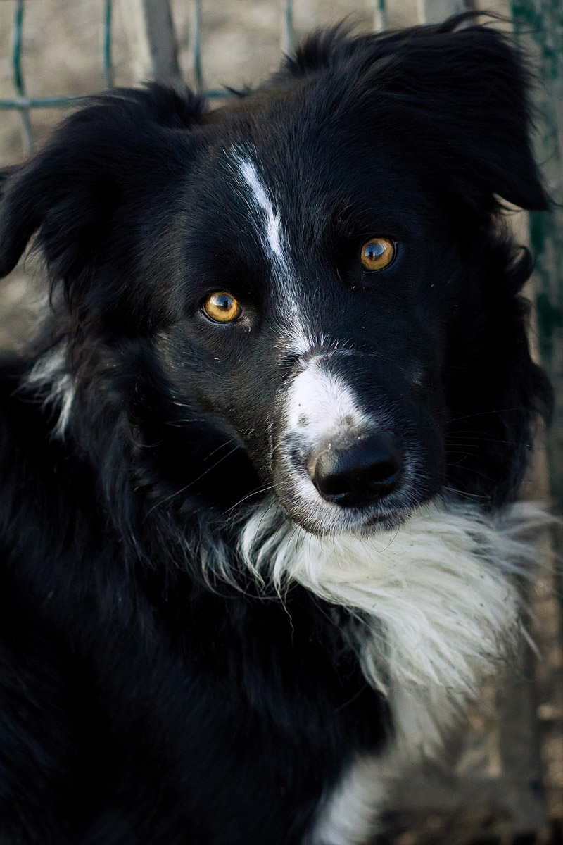 APAGI - Eliott, CHIEN Border Collie à la robe Noir et blanc