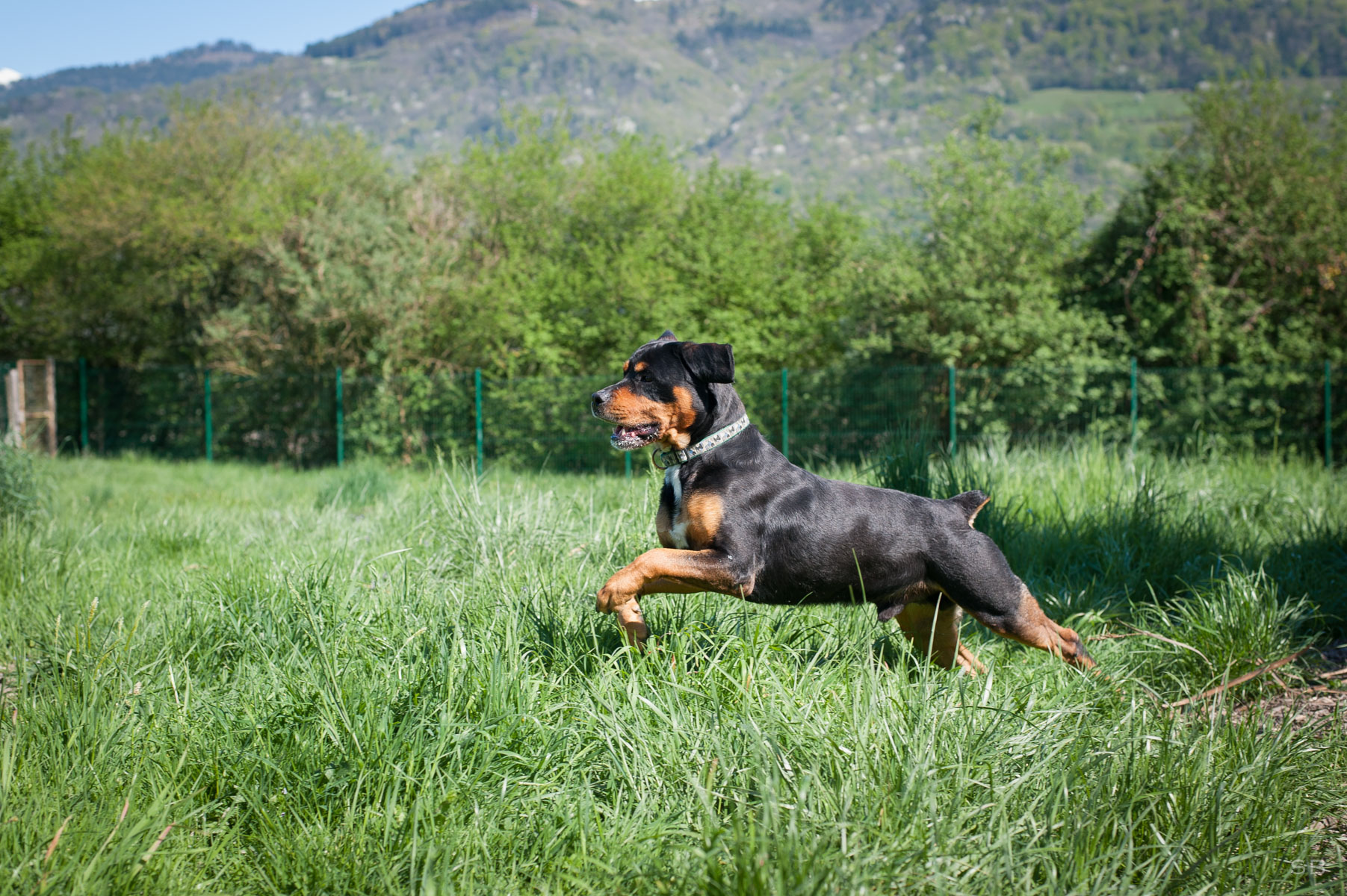 APAGI - Bouko, CHIEN Labrador x Rottweiler à la robe Tricolore