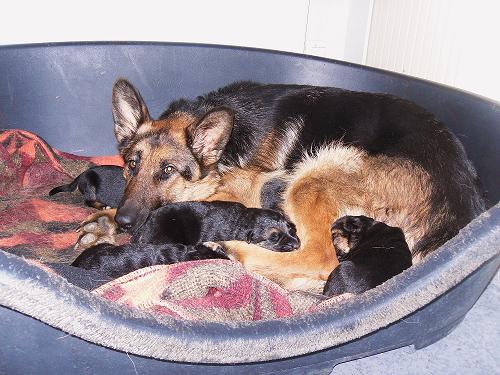 APAGI - Gala, CHIEN Berger allemand à la robe Noir et feu