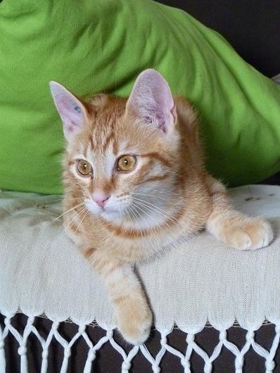 APAGI - Harrys, CHAT Européen à la robe Tabby roux