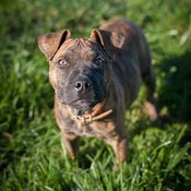 APAGI - Les animaux à adopter