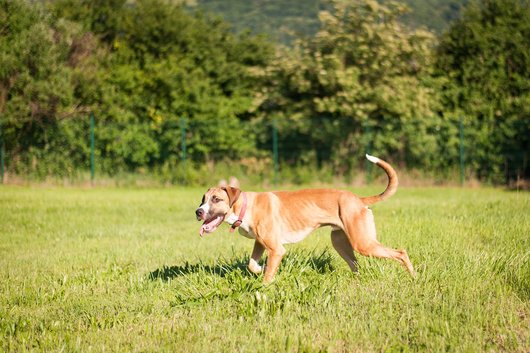 APAGI - Memphis, CHIEN X Labrador à la robe Fauve charbonné et blanc