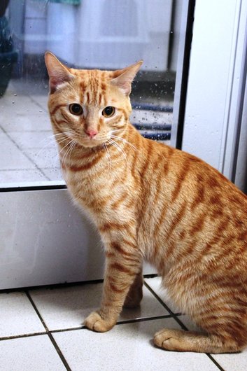 APAGI - Toulouse, CHAT Européen à la robe Tigré roux
