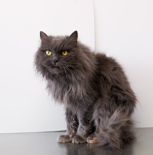 APAGI - Popsy, CHAT X Persan à la robe Grise poil long