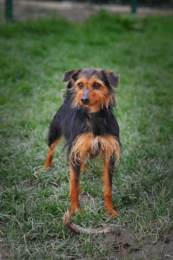 APAGI - Exel, CHIEN Yorkshire X Ratier à la robe Noir et feu