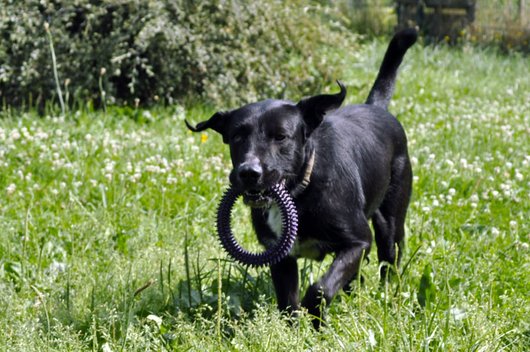 APAGI - Snoopy, CHIEN Labrador x Griffon à la robe Noir