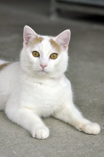 APAGI - Bristol, CHAT Européen à la robe Blanc et roux