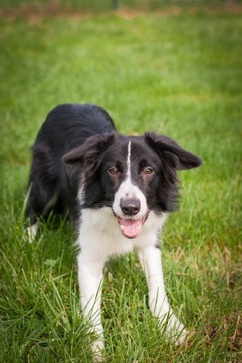 APAGI - Thai, CHIEN x Border Collie à la robe Noire et blanche