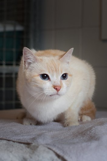 APAGI - Mayo, CHAT Européen x Siamois à la robe Cream Point Tabby