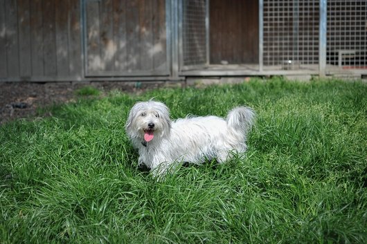APAGI - Laika, CHIEN Bichon à la robe Blanche tachetée marron