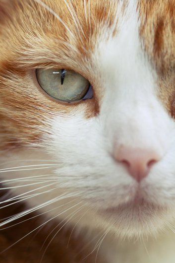 APAGI - Epice, CHAT Européen à la robe Tigrée roux et blanc