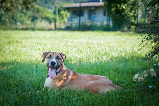 APAGI - Memphis, CHIEN X Labrador à la robe Fauve charbonné et blanc