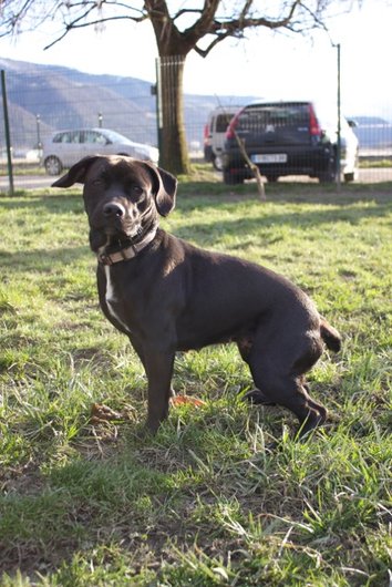 APAGI - Gaia, CHIEN Labrador x Staffordshire Bull Terrier à la robe ...