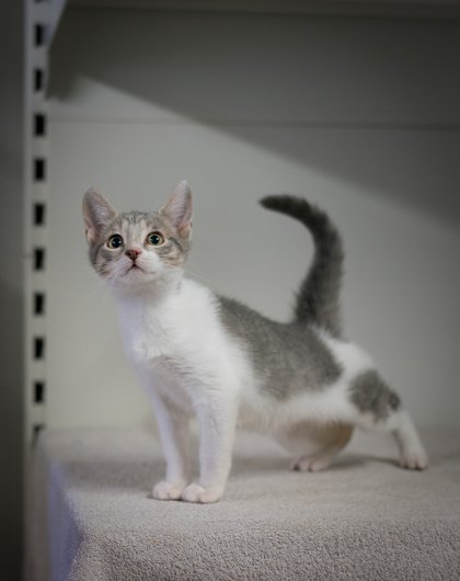 APAGI - Quinn, CHAT Européen à la robe Gris et Blanc