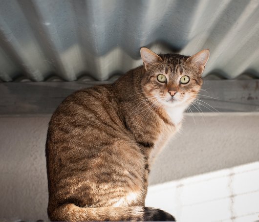 APAGI - Alsa, CHAT Européen à la robe Tigrée