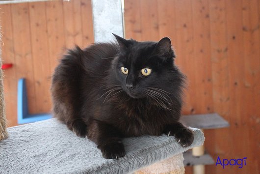 APAGI - Eden, CHAT Européen à la robe Noir poil mi long