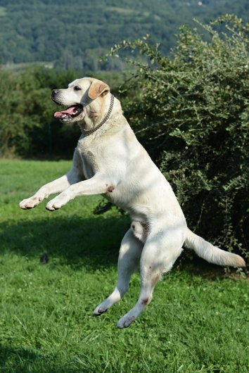 APAGI - Eden (dit Twister), CHIEN Labrador retriever à la robe Sable