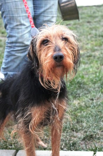 APAGI - Cado, CHIEN Griffon X Fox terrier à la robe Noir et Feu