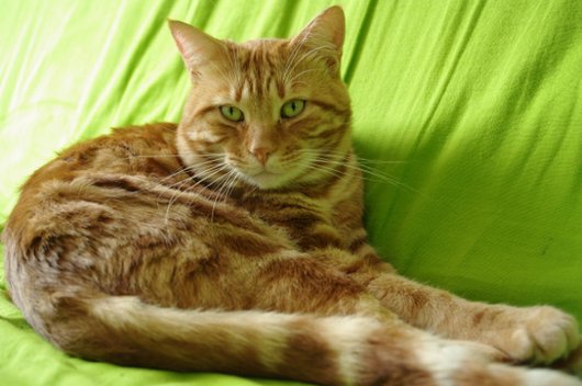 APAGI - Dooky, CHAT Européen à la robe Tigrée roux