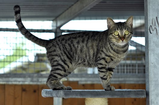 APAGI - Juice, CHAT Européen à la robe Tigrée