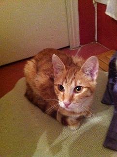 APAGI - Harrys, CHAT Européen à la robe Tabby roux