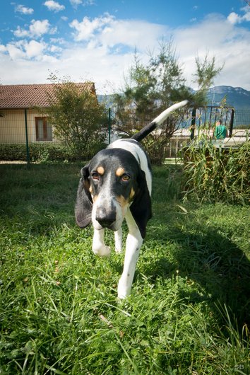 APAGI - Hypso, CHIEN Grand Gascon Saintongeois à la robe Tricolore