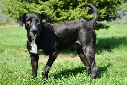 APAGI - Snoopy, CHIEN Labrador x Griffon à la robe Noir