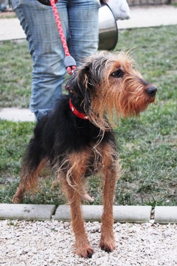 APAGI - Cado, CHIEN Griffon X Fox terrier à la robe Noir et Feu