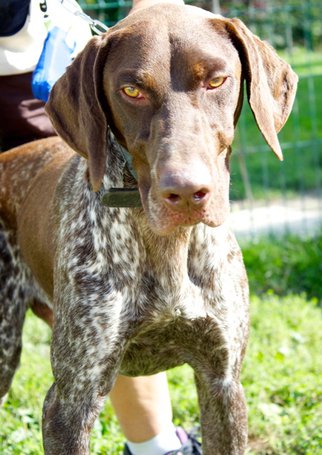 GETt- braque allemand 3 ans - APAGI à Le Versoud (38)