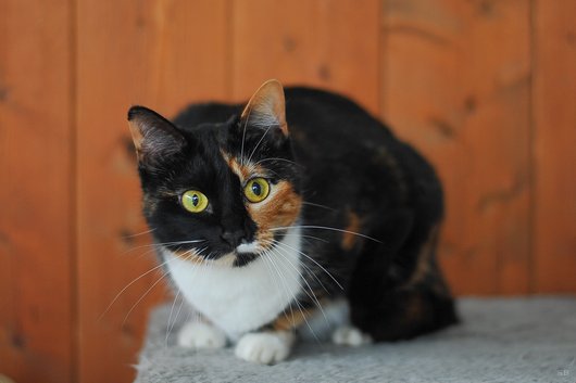 APAGI - Mila, CHAT Européen à la robe Tricolore